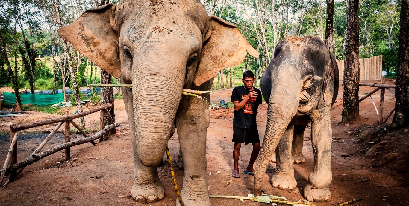 10 cose da fare e vedere a Phuket e 3 da non fare - Cosa Farei